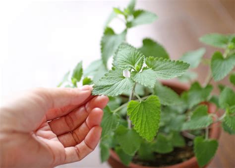 How To Dry Fresh Catnip In Two Minutes Your Purrfect Kitty