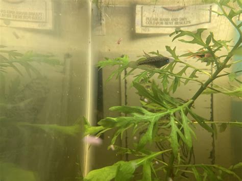 Sexing My Sparkling Gouramis Rgourami