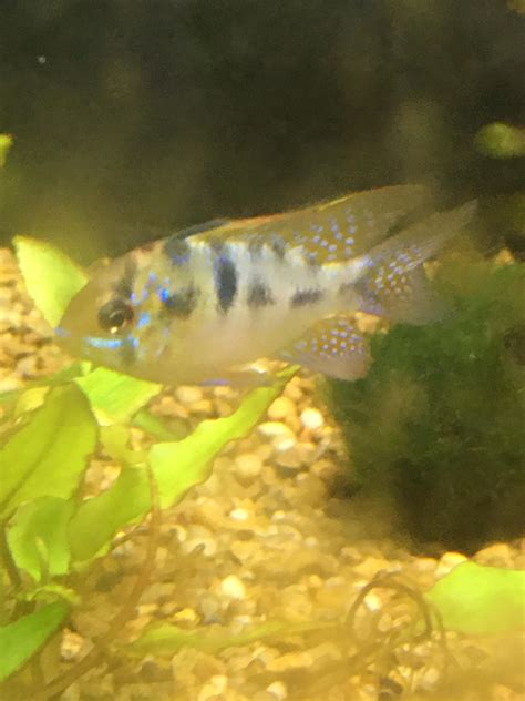 Can Someone Help Me Sex My Gbrs Rcichlid