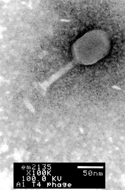 Enterobacteria Phage T4 Phage Tail Fibers Cil41130 Doccheck