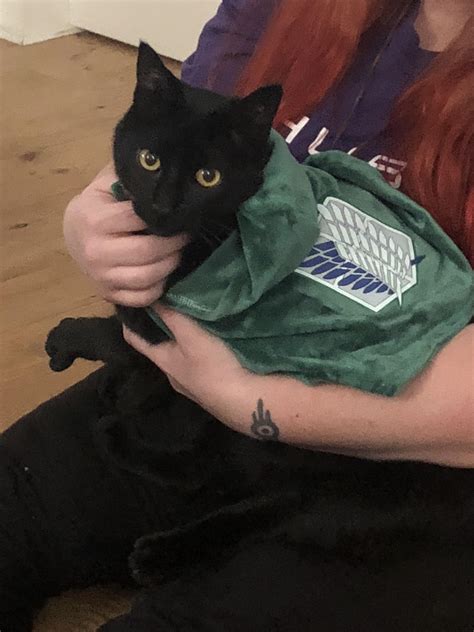 My Kitty Is Ready To Fight The Titans Rshingekinokyojin