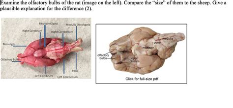 Midbrain Sheep