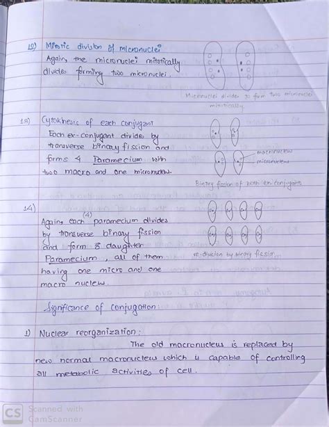Reproduction In Paramecium Class Eleven Biology