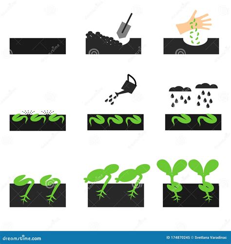 Pictogramset Voor Planten En Spruitjes Vector Illustratie