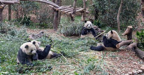 The Power Of Pandas — Chinas Diplomatic Strategy And Conservation