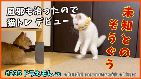 20初めて兄妹以外と遊ぶ子猫💝今日も楽しく大運動会を繰り広げます 【ドラえもん・tnrで保護】 A Fateful Encounter