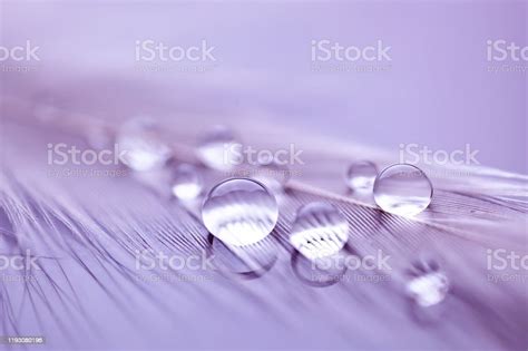 부드러운 배경에 아름다운 투명 물 방울 또는 빗물 매크로 사진 바탕 화면 배경 선택적 초점 0명에 대한 스톡 사진 및 기타