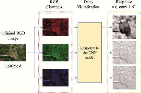 Color Sensitivity And Response To The CNN Model Color Figure Online Download Scientific Diagram
