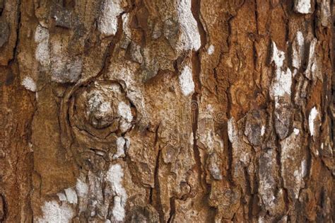 Closeup View Of Wooden Tree Trunk Stock Image Image Of Pattern Element 300621027