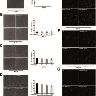 The Senescent State Was Dynamically Monitored In WI 38 Fibroblasts A