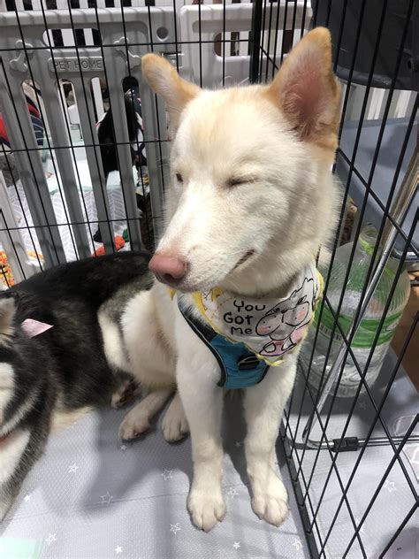 สี่ขาหาบ้าน ️แชร์ ช่วย ️‍🩹 “เลม่อน” อายุ 6 เดือน