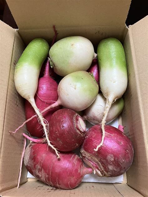 もものすけ 紅くるり大根 紅芯大根 ビタミン大根 野菜詰め合わせ メルカリ
