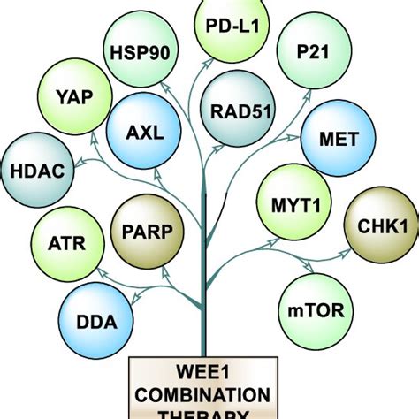 Proteins Phosphorylation Of Wee1 And By Wee1 Download Scientific
