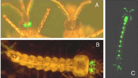 Green Fluorescent Protein Egfp Expression On Transgenic Mosquitoes