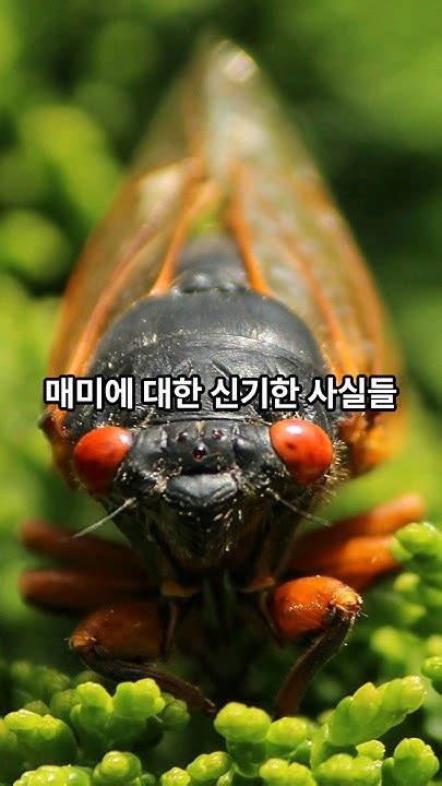 매미에 대한 신기한 사실들 매미 여름 자연 다큐멘터리 곤충 Youtube