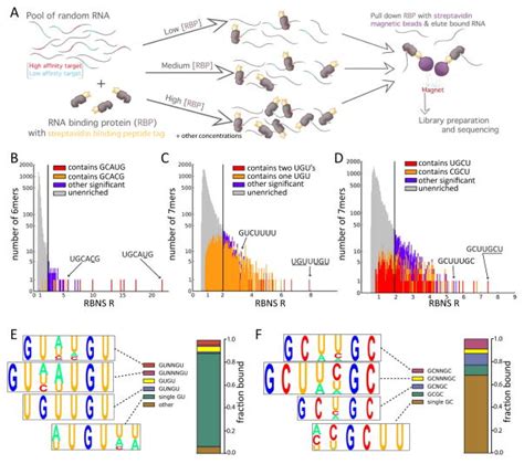 Rna Bind N Seq Quantitative Assessment Of The Sequence And Structural