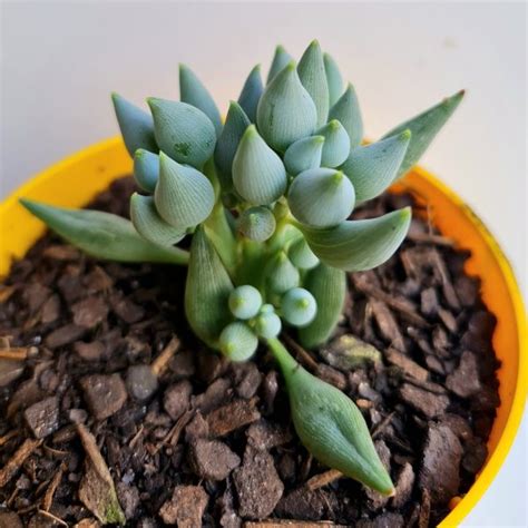 Suculenta Pata De Urso Variegata Verde Amor Jardinagem