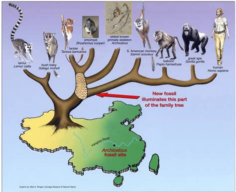 Oldest Primate Fossil Skeleton Discovered Amnh