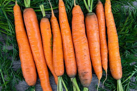 수확 후 나무 테이블에 신선한 당근 채식주의 자 건강한 음식을 위한 요리 정원에서 재배 하는 야채 개체 그룹에 대한 스톡 사진 및 기타 이미지 Istock