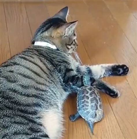 大好きな猫に触ろうとした亀 思わず笑ってしまう展開が話題に「楽しんでるww」 「まぁまぁまぁ」「ヤベッ」という会話が聞こえてくるやり取り