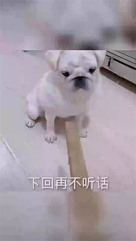 男朋友还不如一条狗，这样有没有问题？新浪新闻