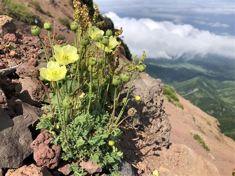 利尻山お花編リシリヒナゲシ咲く雲上の花園日本最北の百名山へ じぶんの一歩