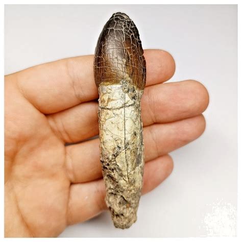 Volledig Gewortelde Jobaria Sauropod Dinosaurustand Jurassic Tiouraren Fm Niger Fossiele