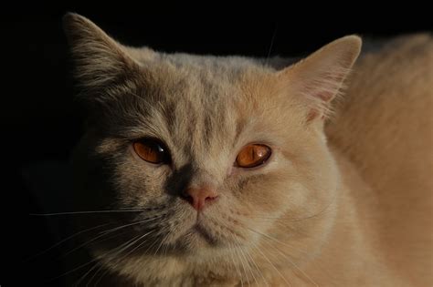 고양이 주방 브리티시 쇼트헤어 Pixabay의 무료 사진 Pixabay