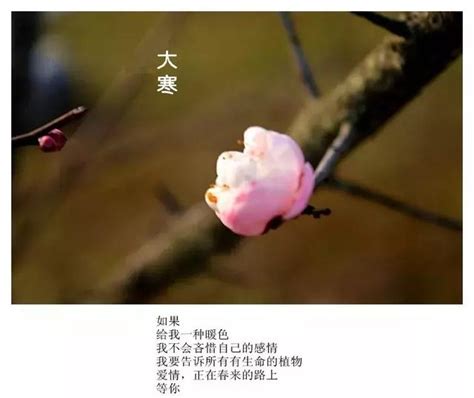 今日大寒讓我們一起靜待春天 每日頭條