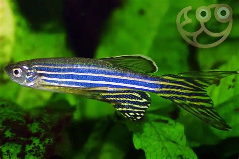 Zebra Danio Male And Female