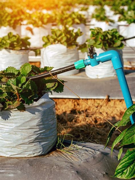 Sistema De Irrigação Por Gotejamento De Válvulas Em Explorações De