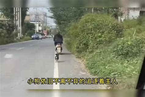 被主人抛弃的小狗，狗狗狂追一路反而被主人脚踹主人狗狗小狗