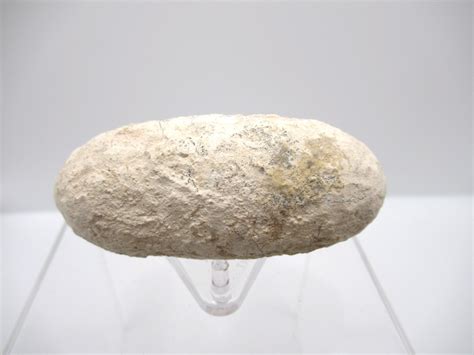 Fossil Crocodile Egg From France 36 Fossils For Sale