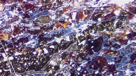 Darkfield Microscopes Applications Leica Microsystems