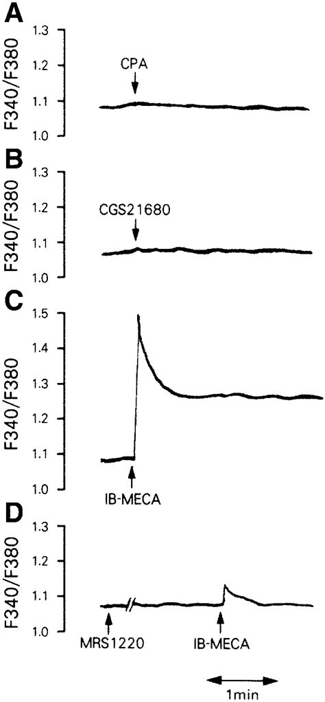 Representative Recordings Of Adenosine Receptor Antagonist 10 8