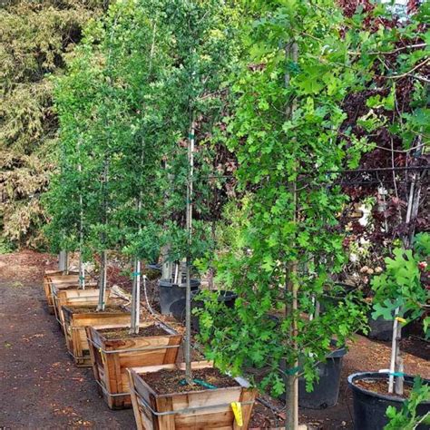 Quercus Macrocarpa Urban Tree Farm Nursery