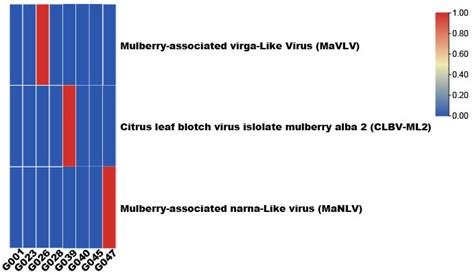 Identification Of Three Viruses Infecting Mulberry Varieties