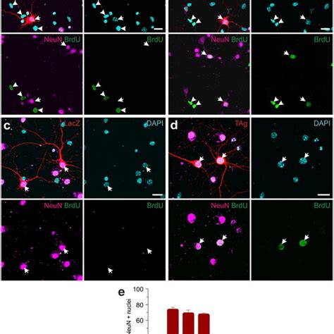 neuronal cell cycle chaska c walton 1 updates research project