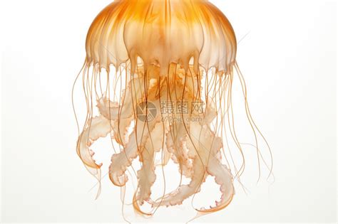 海洋里的黄色水母高清图片下载 正版图片600338654 摄图网