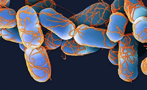 Meet Your Microbes Museums Victoria