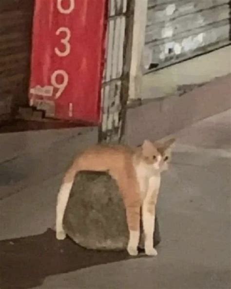 275 Cat Memes Short And Funny Cat Captions Tiny Positive