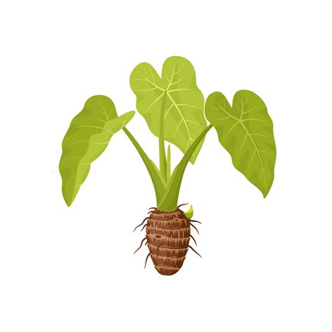 Taro Plant Drawing