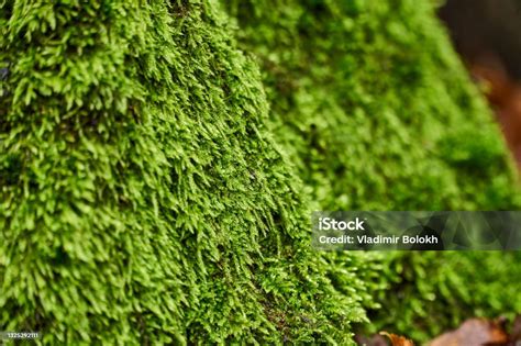 Ubin Atap Ditutupi Dengan Lumut Atau Rumput Hijau Atap Rumah Ditutupi