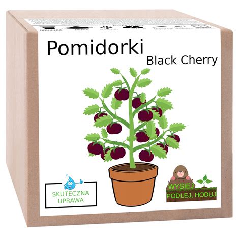 ZESTAW DO UPRAWY POMIDOR KOKTAJLOWY BLACK CHERRY Pomidory Koktajlowe Nasiona Sadzonki Cena