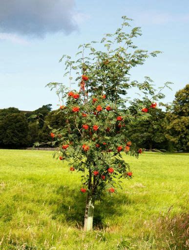 Rowan Tree In Mythology And Folklore Pagans Witches Amino