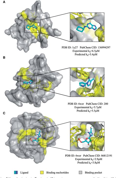Figure 1 From Contrastive Pre Training And 3d Convolution Neural Network For Rna And Small
