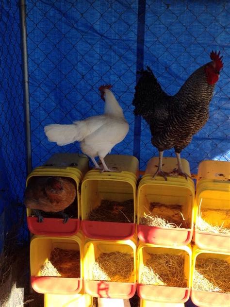 Hen House Make Out Of Tidy Cat Buckets In Use Repurposed Cat Litter