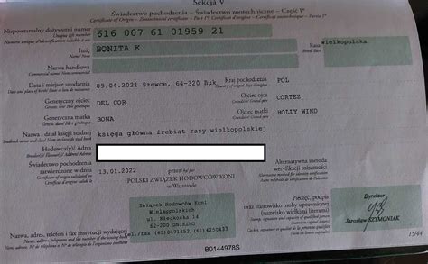 Klacz Wielkopolska Po Del Cor Szewce Olx Pl