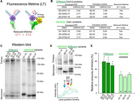 Recognition Of Polymorphic Csd Proteins Determines Sex In The Honeybee Science Advances