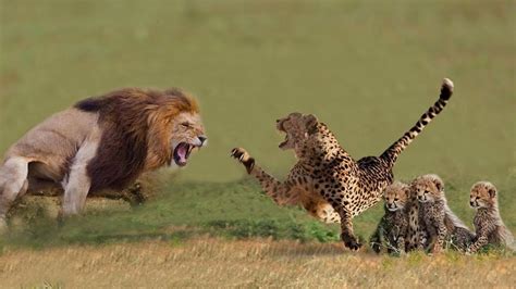 Hii Vita Ona Cheetah Face The Lions To Save Her Cubs Cheetah Vs Lions